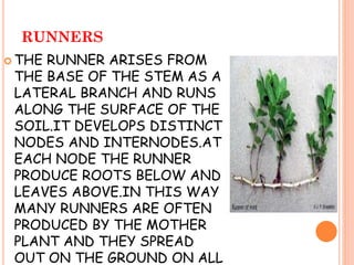 ASEXUAL REPRODUCTION PPT 1 for educational purposes | PPT