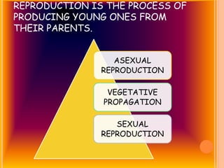 ASEXUAL REPRODUCTION PPT 1 for educational purposes | PDF
