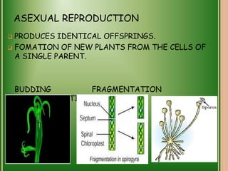 ASEXUAL REPRODUCTION PPT 1 for educational purposes | PPT