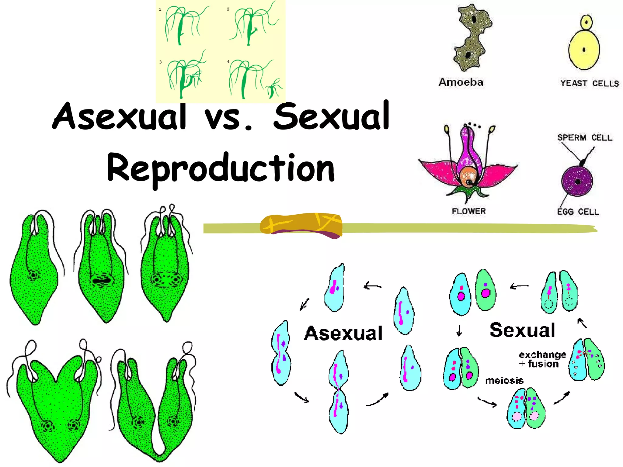 Asexual Vs Sexualreproduction Ppt