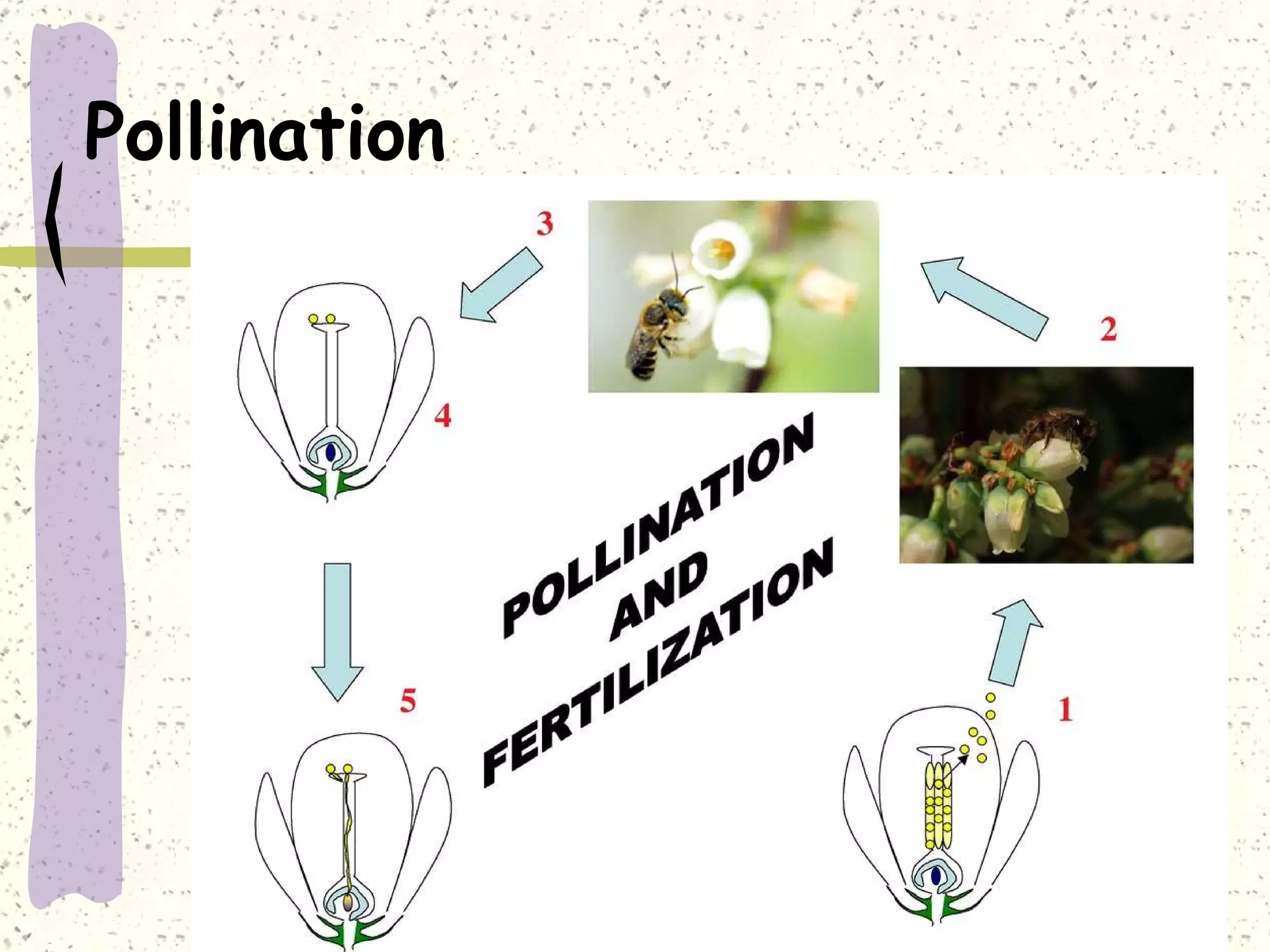 Asexual vs. sexual_reproduction | PPT