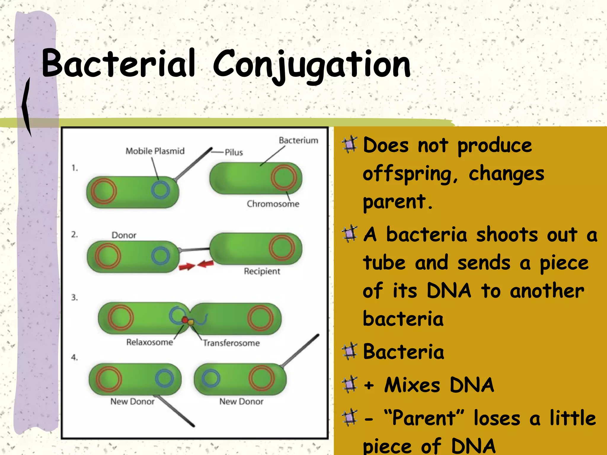 Asexual vs. sexual_reproduction | PPT