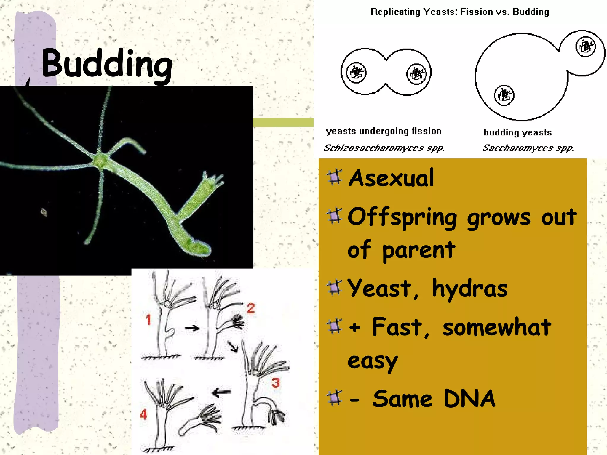 Asexual vs. sexual_reproduction | PPT