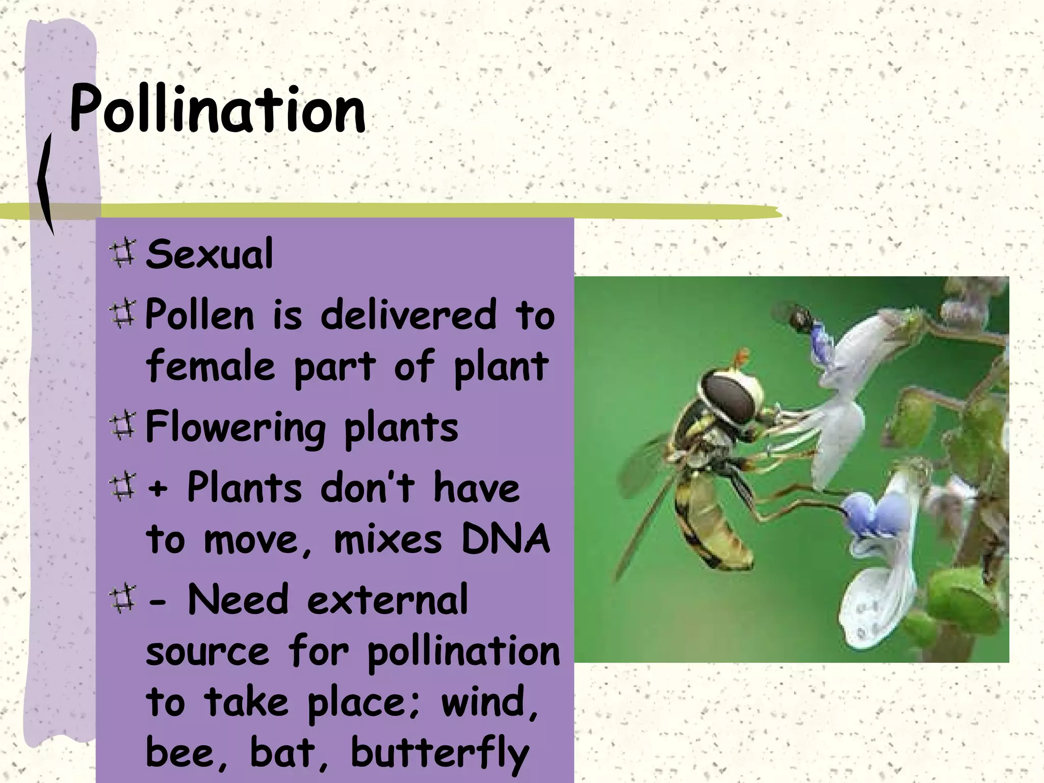 Asexual vs. sexual_reproduction | PPT