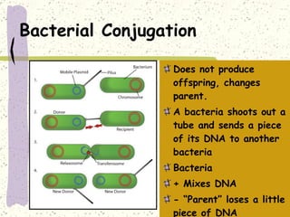 Asexual vs. sexual_reproduction | PPT