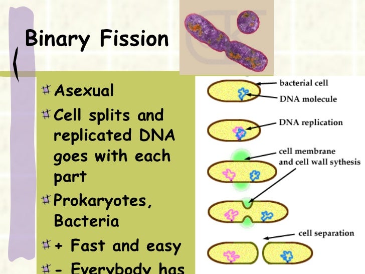 Binary Fission Bacteria Amoeba Prokaryotic Organisms
