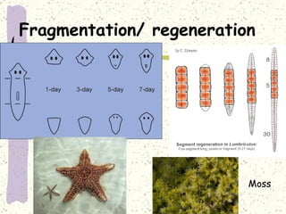 Fragmentation Asexual Reproduction In Starfish