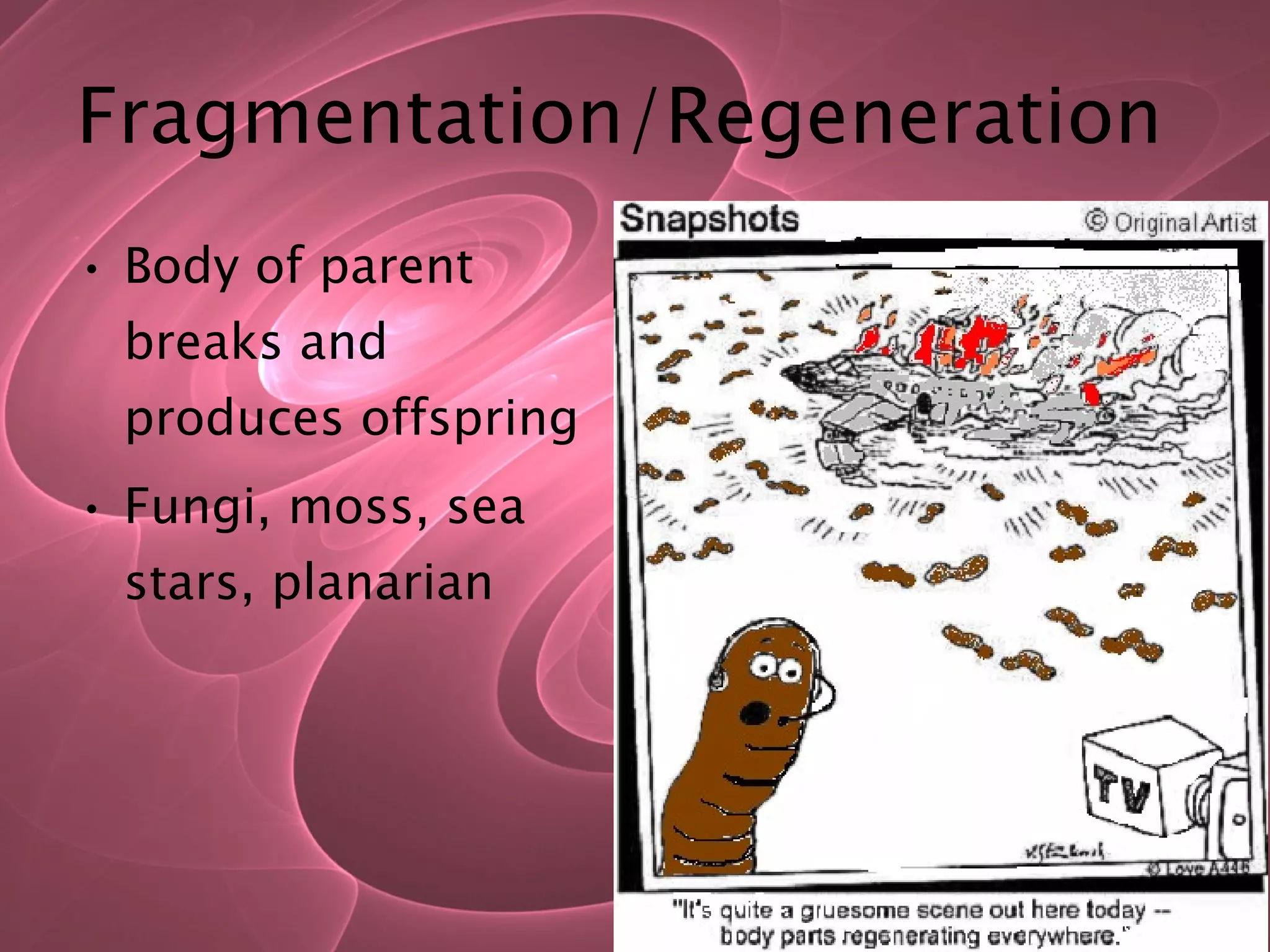 Asexual Vs Sexual Reproduction Ppt