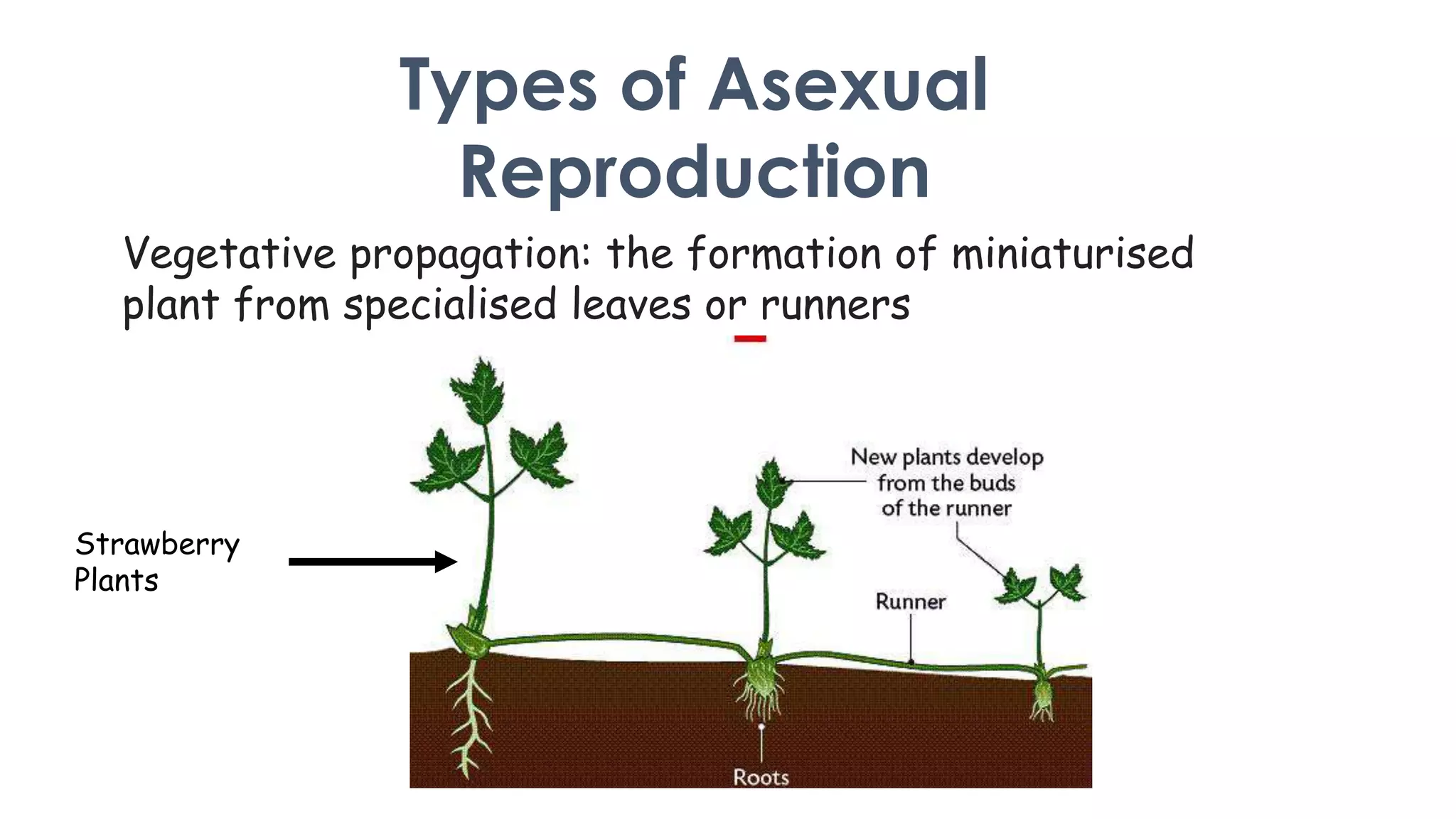 Asexual vs Sexual Reproduction | PPT
