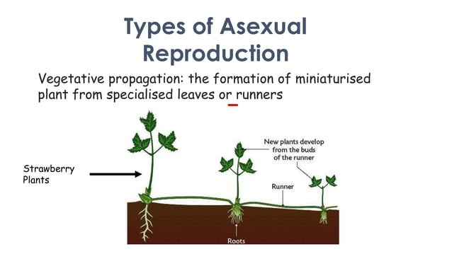 Asexual vs Sexual Reproduction | PPTX | Infertility | Reproductive Health