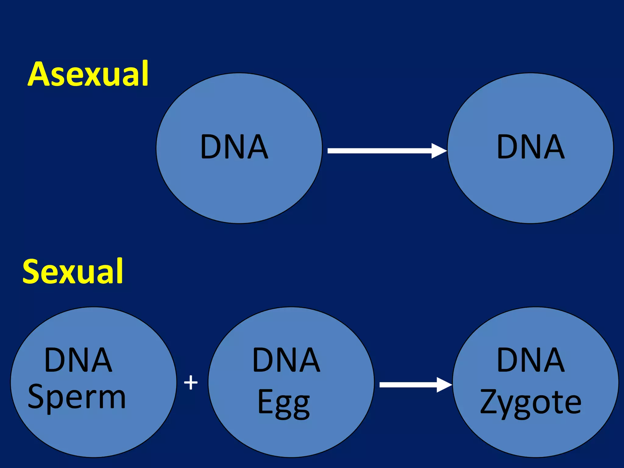 Asexual vs Sexual Reproduction | PPTX
