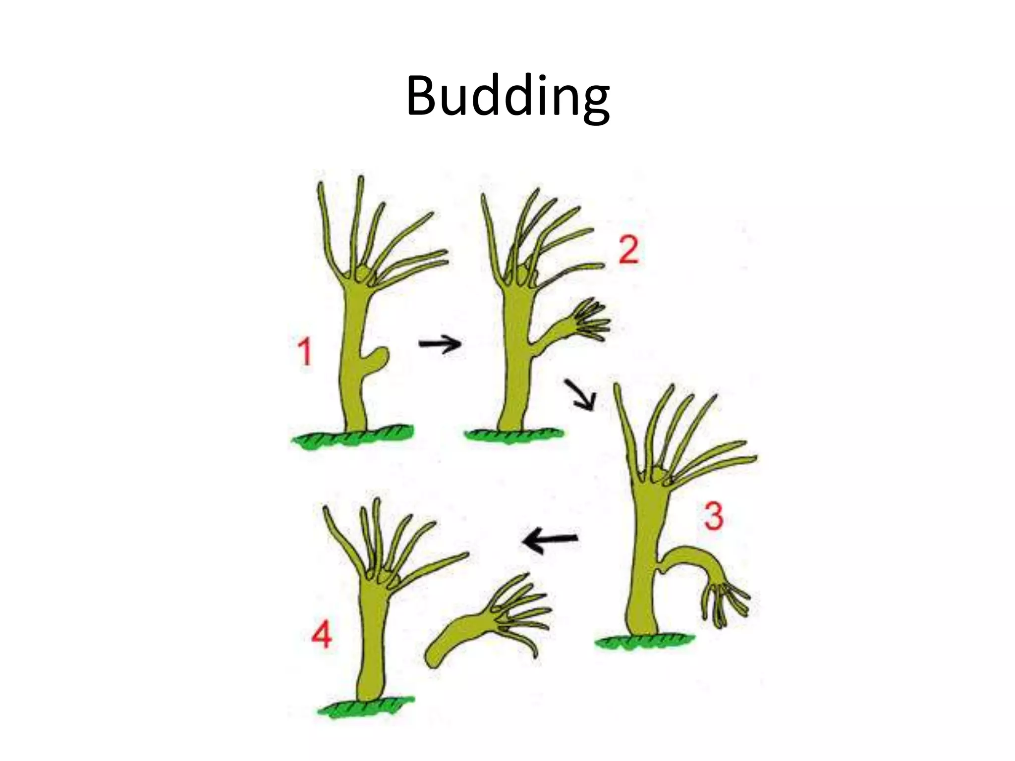 Asexual Vs Sexual Reproduction Pptx