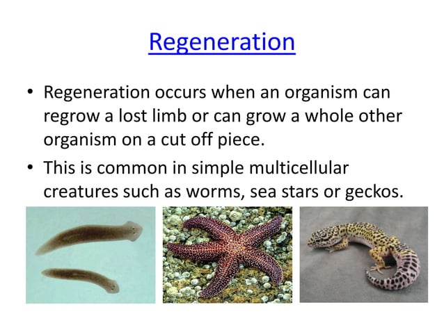 Asexual vs Sexual Reproduction | PPTX