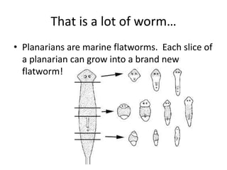 Asexual vs Sexual Reproduction | PPTX