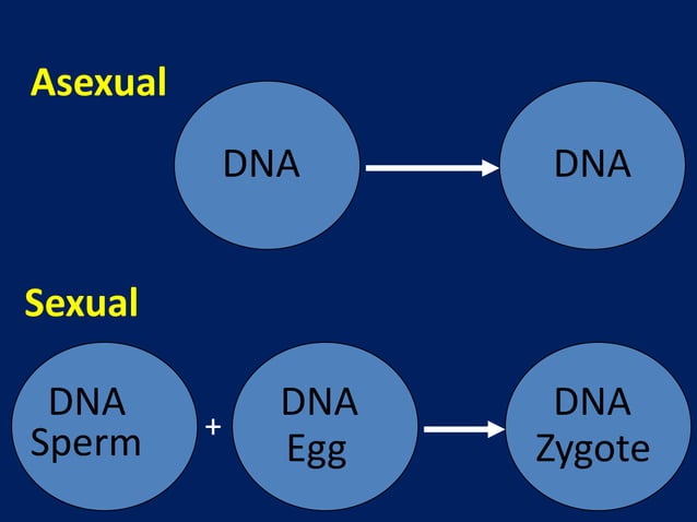 Asexual vs Sexual Reproduction | PPTX