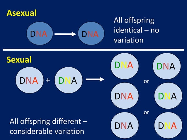 Asexual vs Sexual Reproduction | PPTX