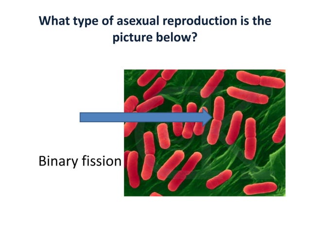 Asexual vs Sexual Reproduction | PPTX