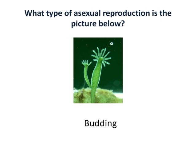 Asexual vs Sexual Reproduction | PPTX