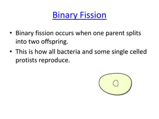 Asexual vs Sexual Reproduction | PPTX