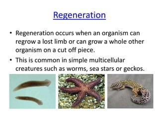 Asexual Reproduction Examples In Animals