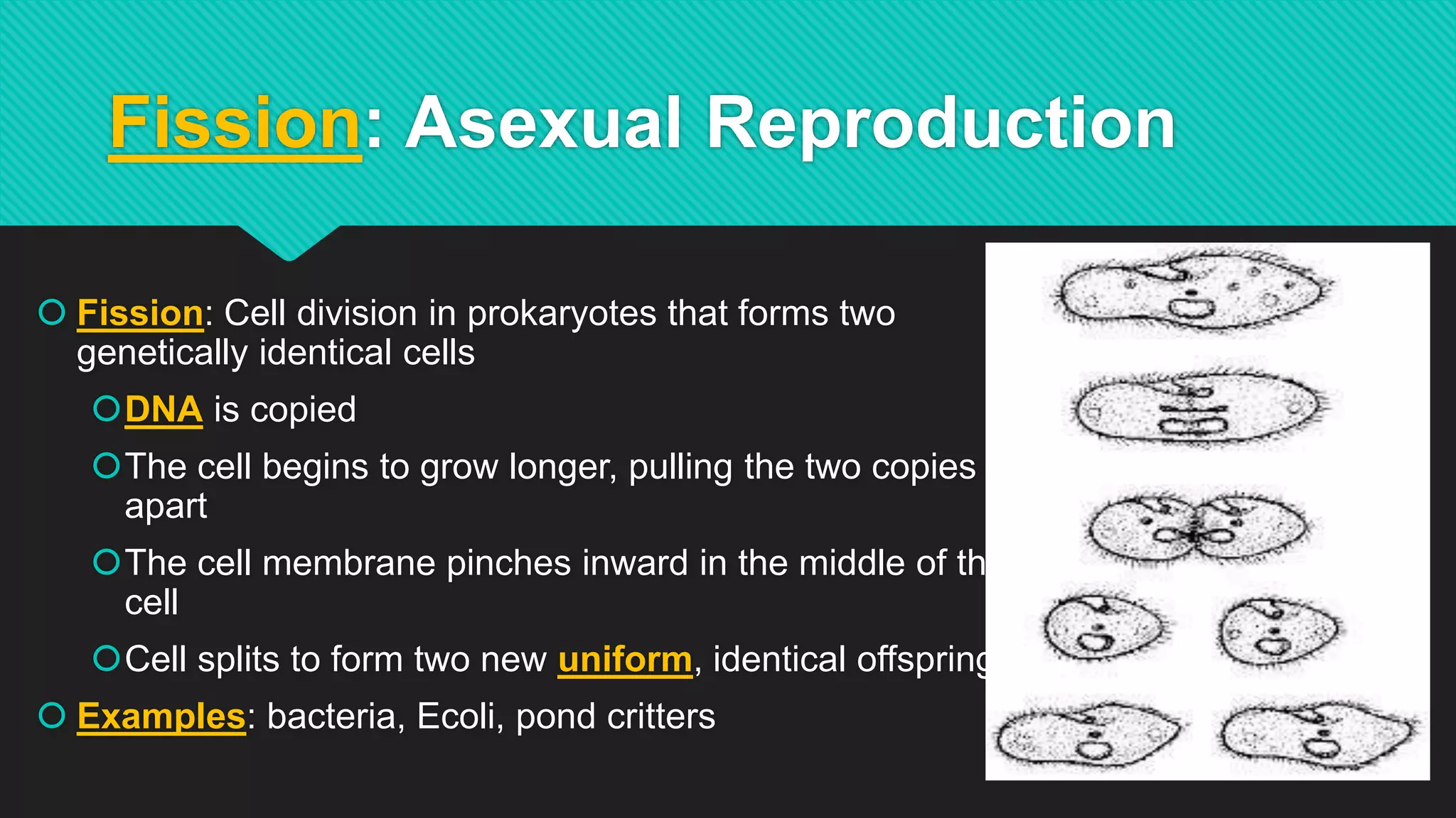 Asexualvssexualreproduction 170311025030 | PDF
