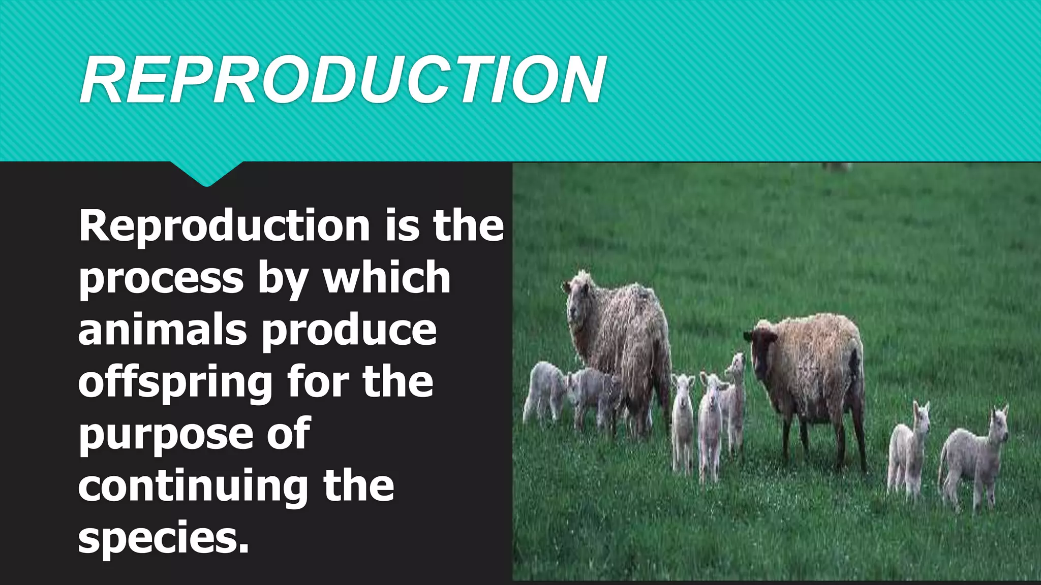 Asexualvssexualreproduction 170311025030 | PDF