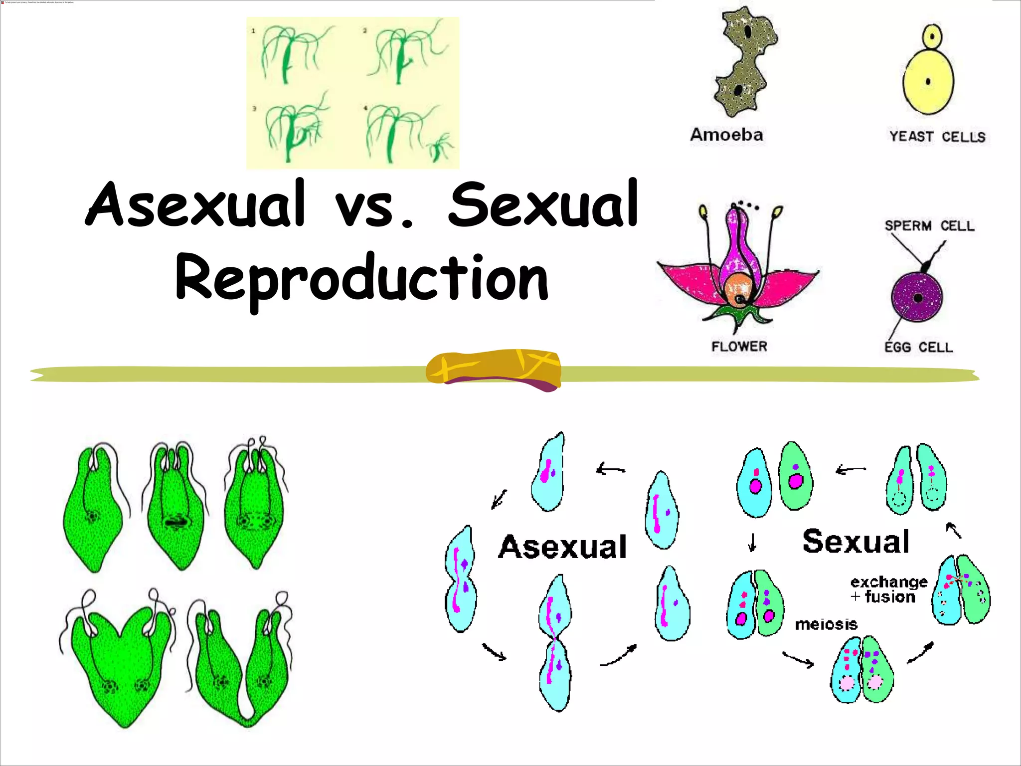 Asexual vs Sexual Reproduction.ppt