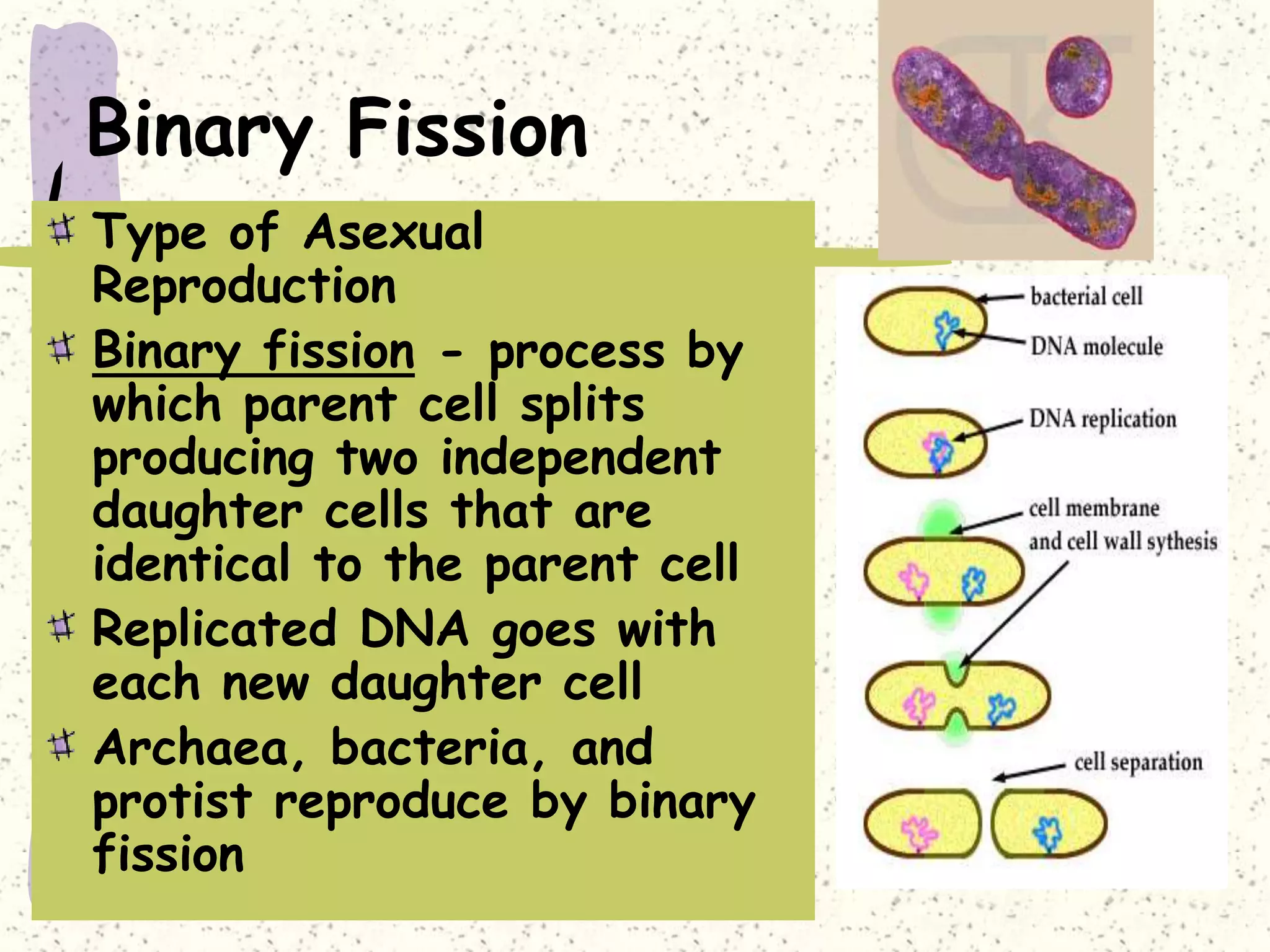 Asexual vs Sexual Reproduction.ppt