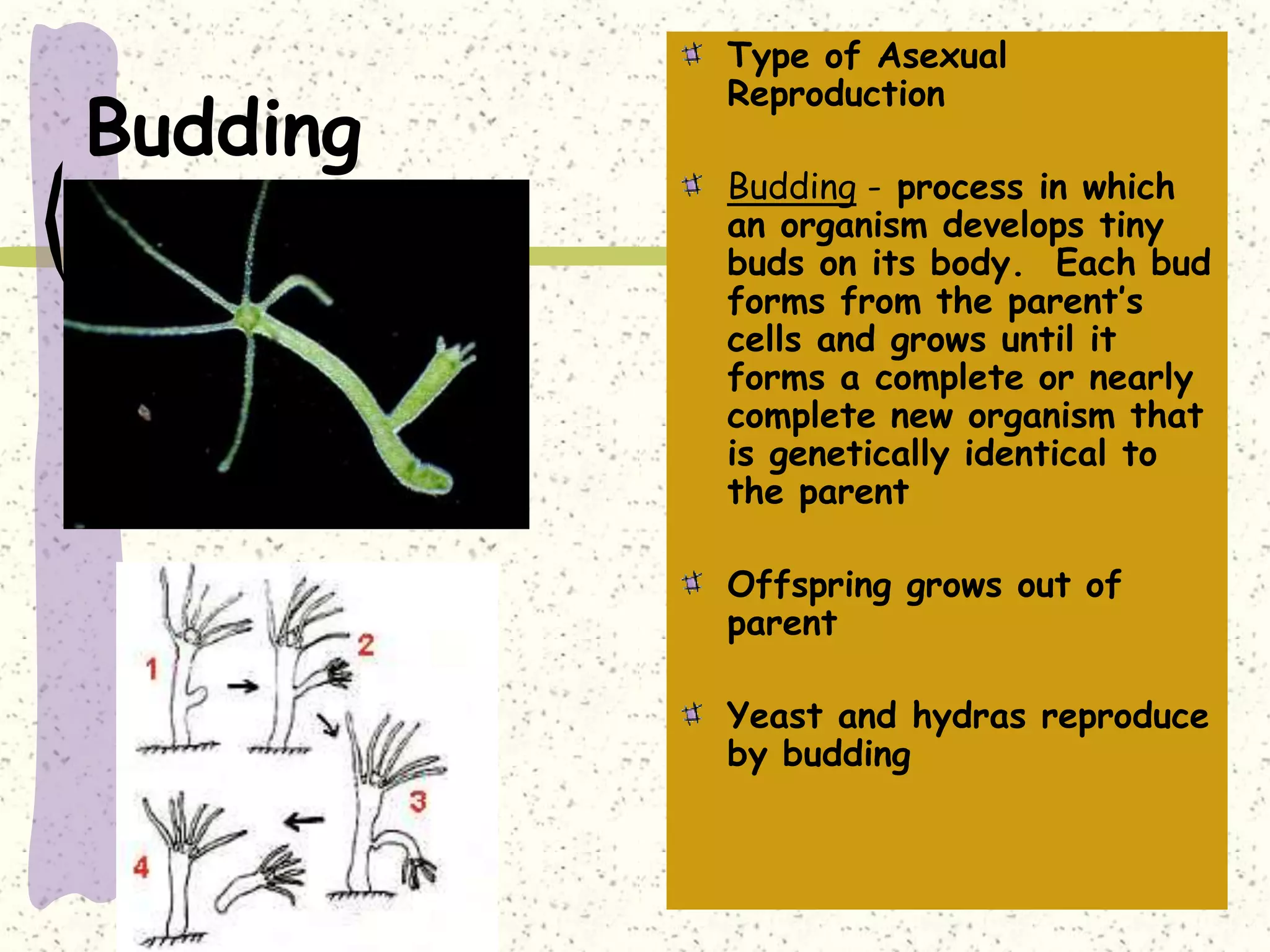 Asexual vs Sexual Reproduction.ppt