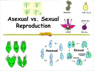 Asexual vs Sexual Reproduction.ppt