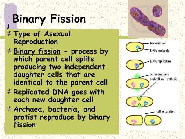 Asexual vs Sexual Reproduction.ppt