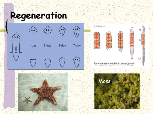 Asexual vs Sexual Reproduction.ppt