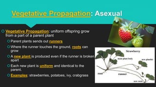 Asexual vs Sexual Reproduction.pptx