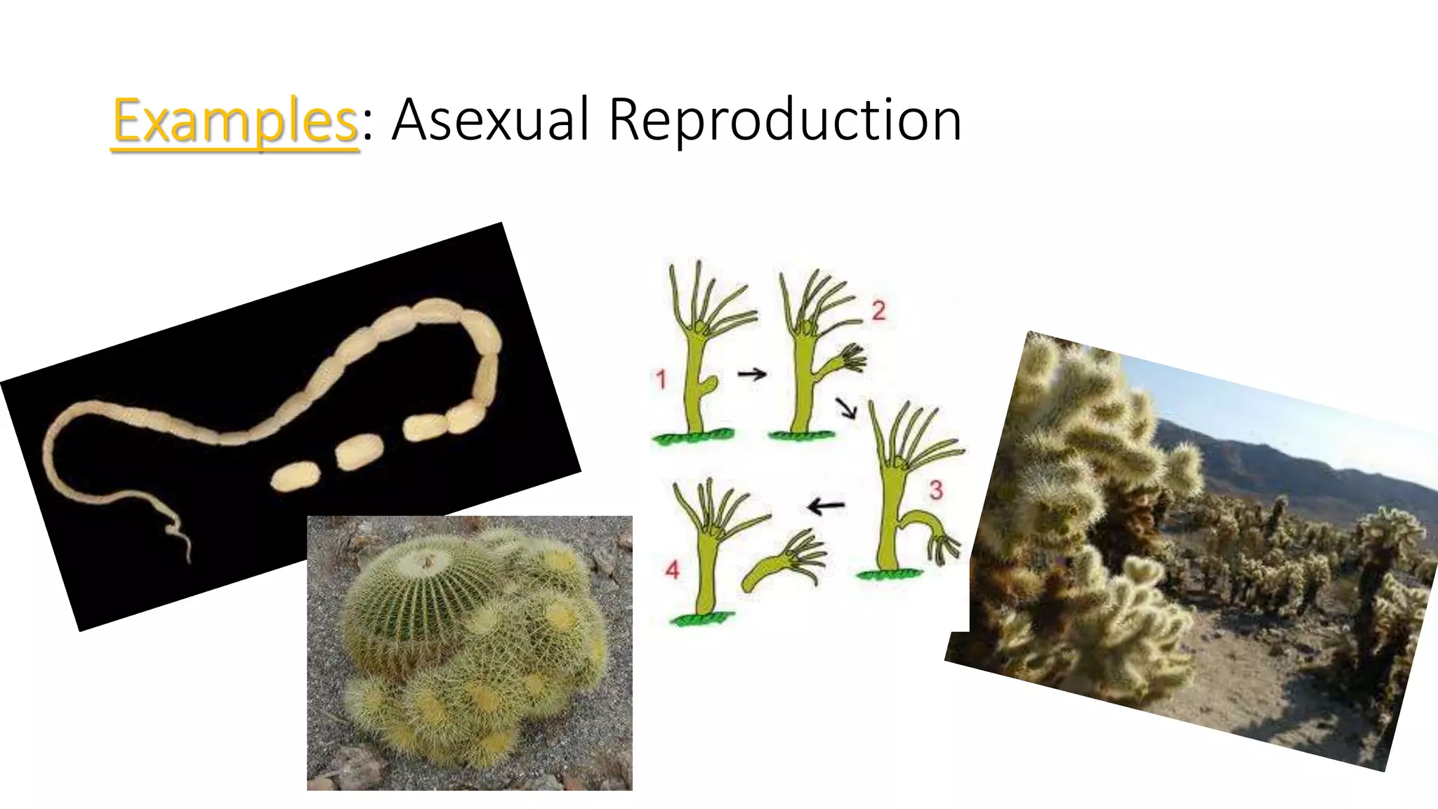 Asexual vs Sexual Reproduction.pptx