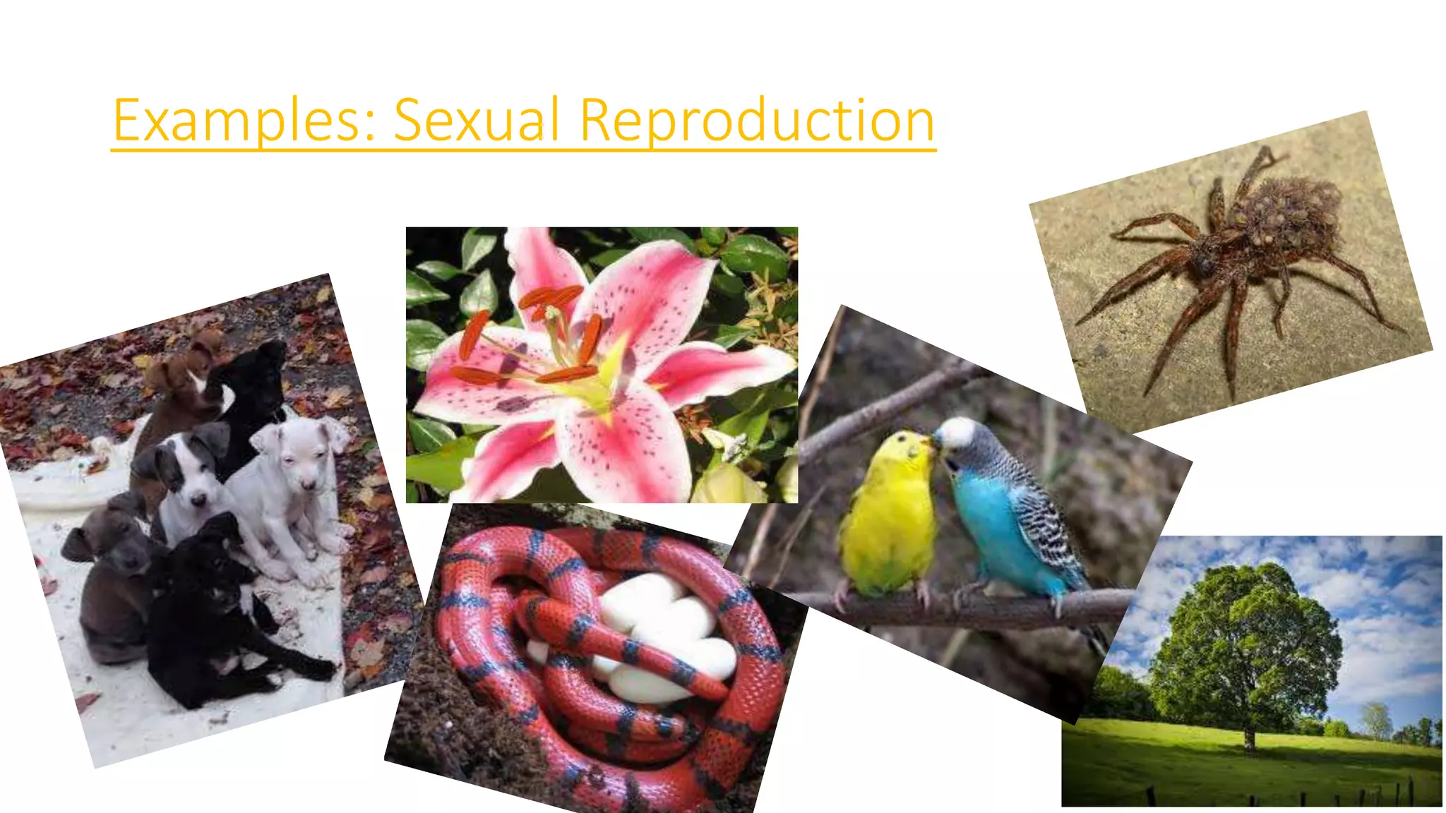 Asexual vs Sexual Reproduction.pptx