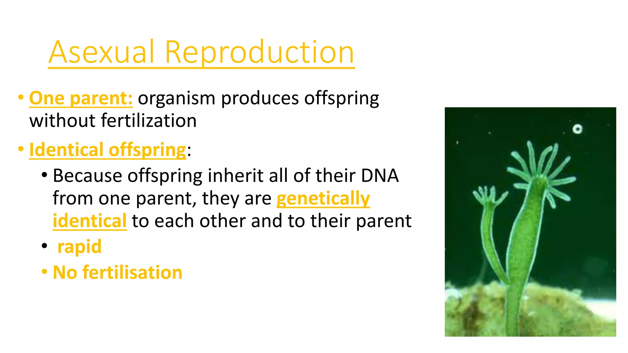 Asexual Vs Sexual Reproductionpptx