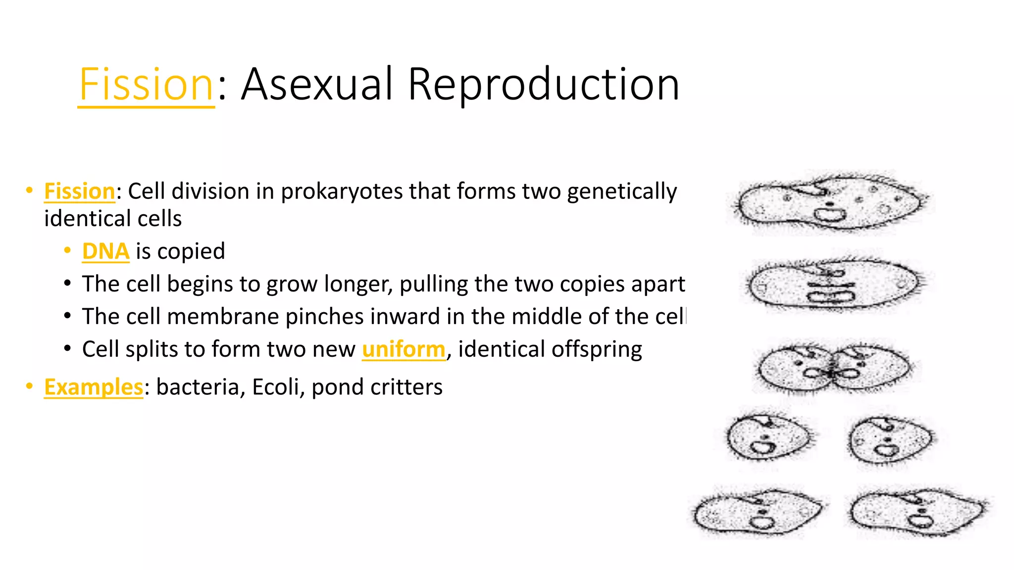 Asexual vs Sexual Reproduction.pptx