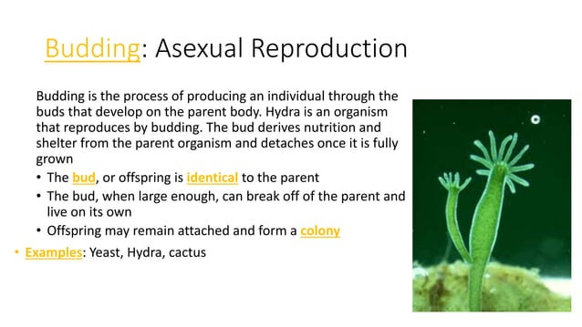 Asexual vs Sexual Reproduction.pptx