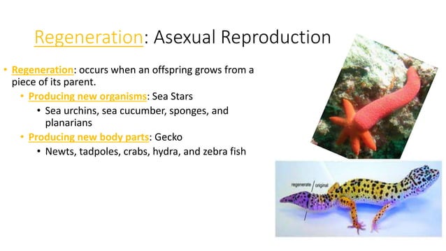 Asexual vs Sexual Reproduction.pptx