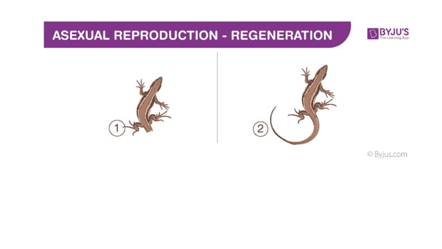 Asexual vs Sexual Reproduction.pptx