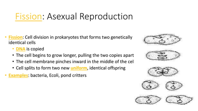 Asexual vs Sexual Reproduction.pptx