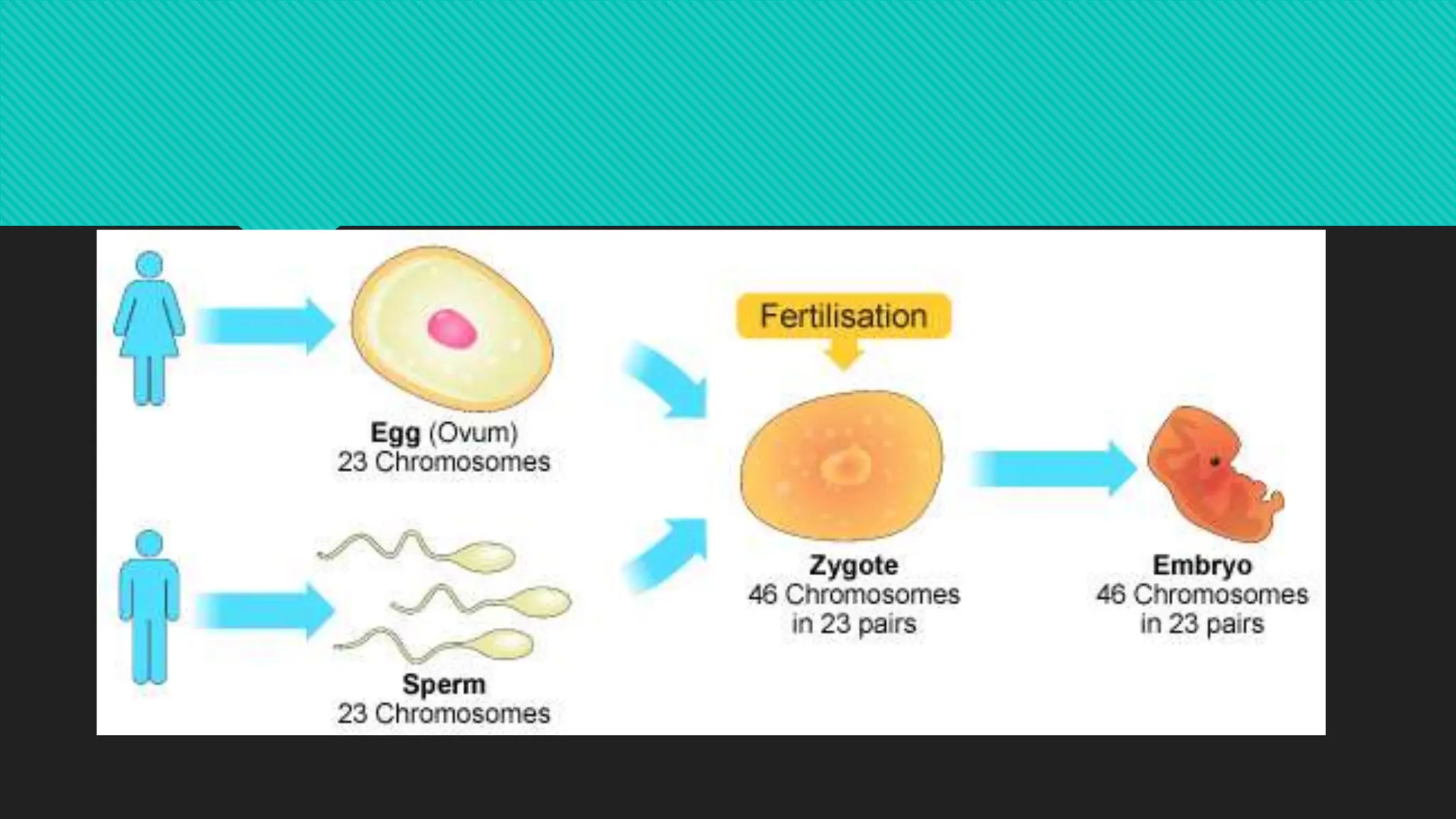 Asexual vs Sexual Reproduction nfdfndnff | PPTX
