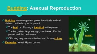 Asexual vs Sexual Reproduction nfdfndnff | PPT