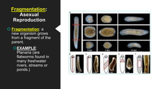 Asexual vs Sexual Reproduction nfdfndnff | PPT
