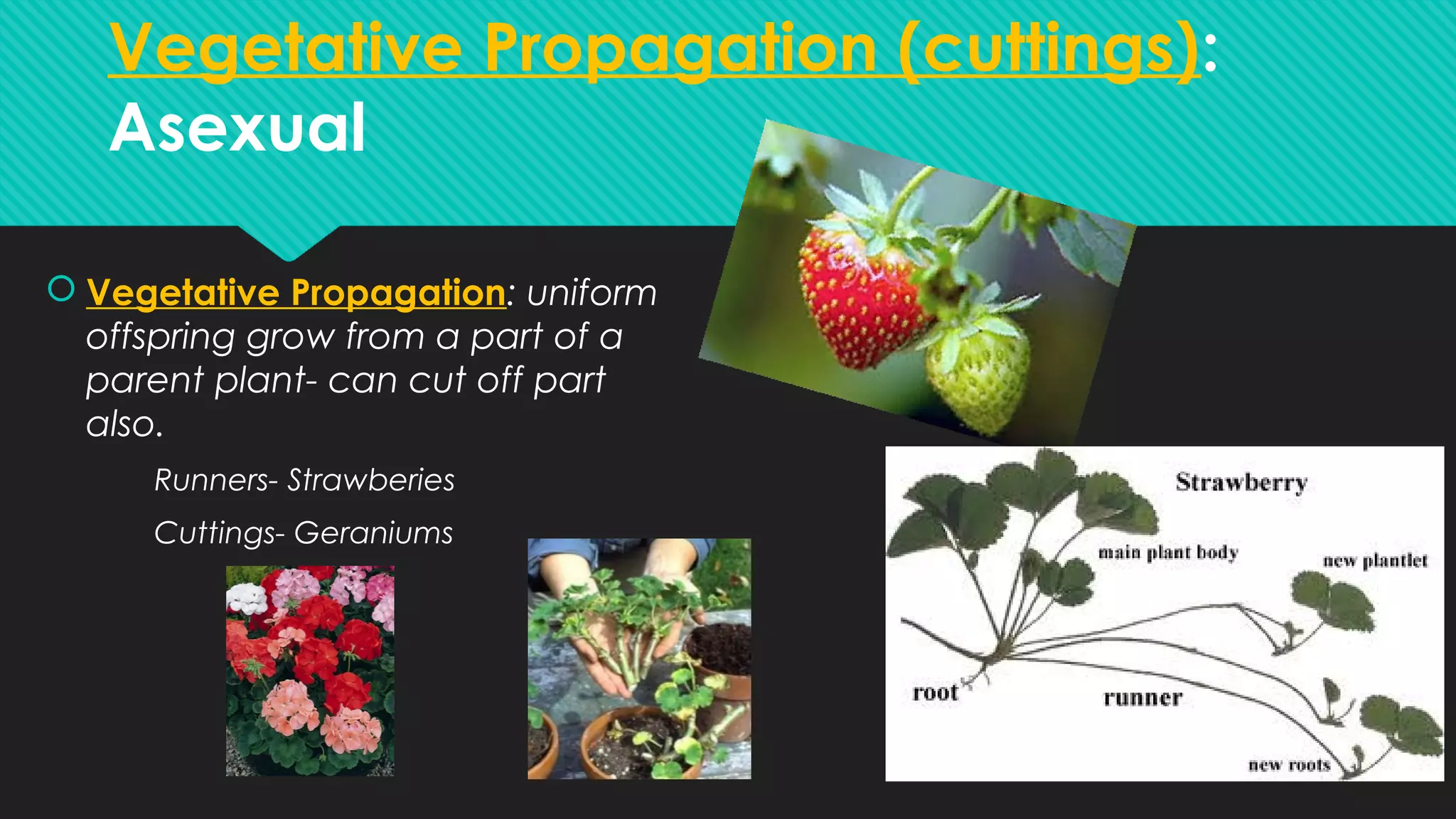 Asexual vs sexual reproduction2016 | PPT
