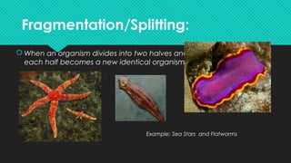 Asexual vs sexual reproduction2016 | PPT