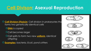 Asexual vs sexual reproduction2016 | PPT