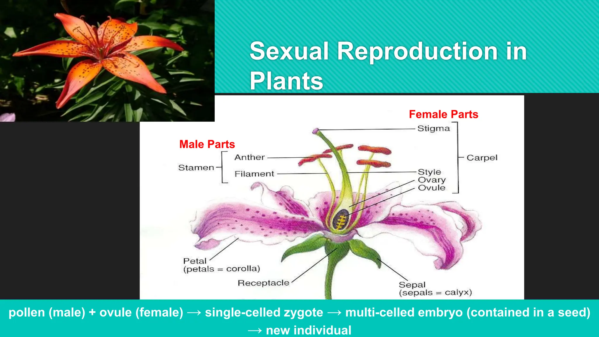 Asexual vs Sexual Reproduction LESSON POWERPOINT | PPTX | Infertility ...