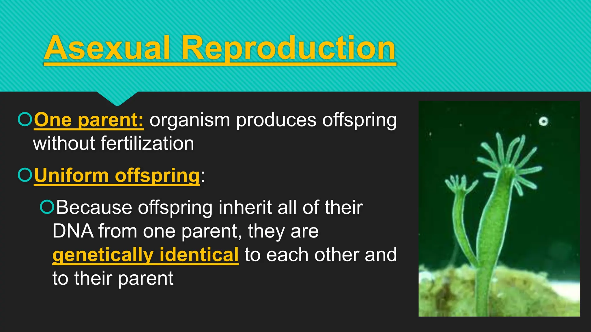 Asexual vs Sexual Reproduction LESSON POWERPOINT | PPTX | Infertility ...