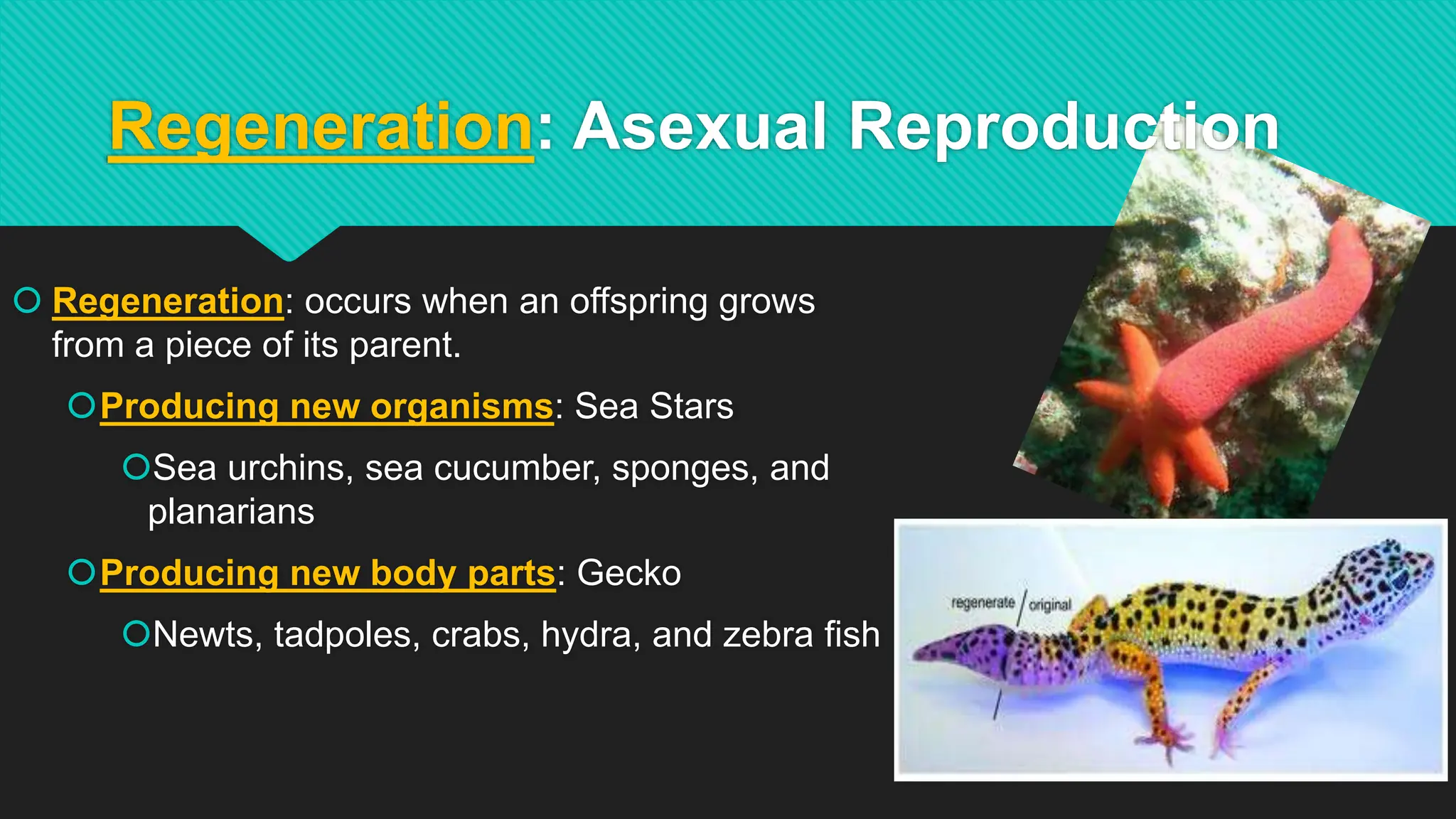 Asexual vs Sexual Reproduction LESSON POWERPOINT | PPTX | Infertility ...